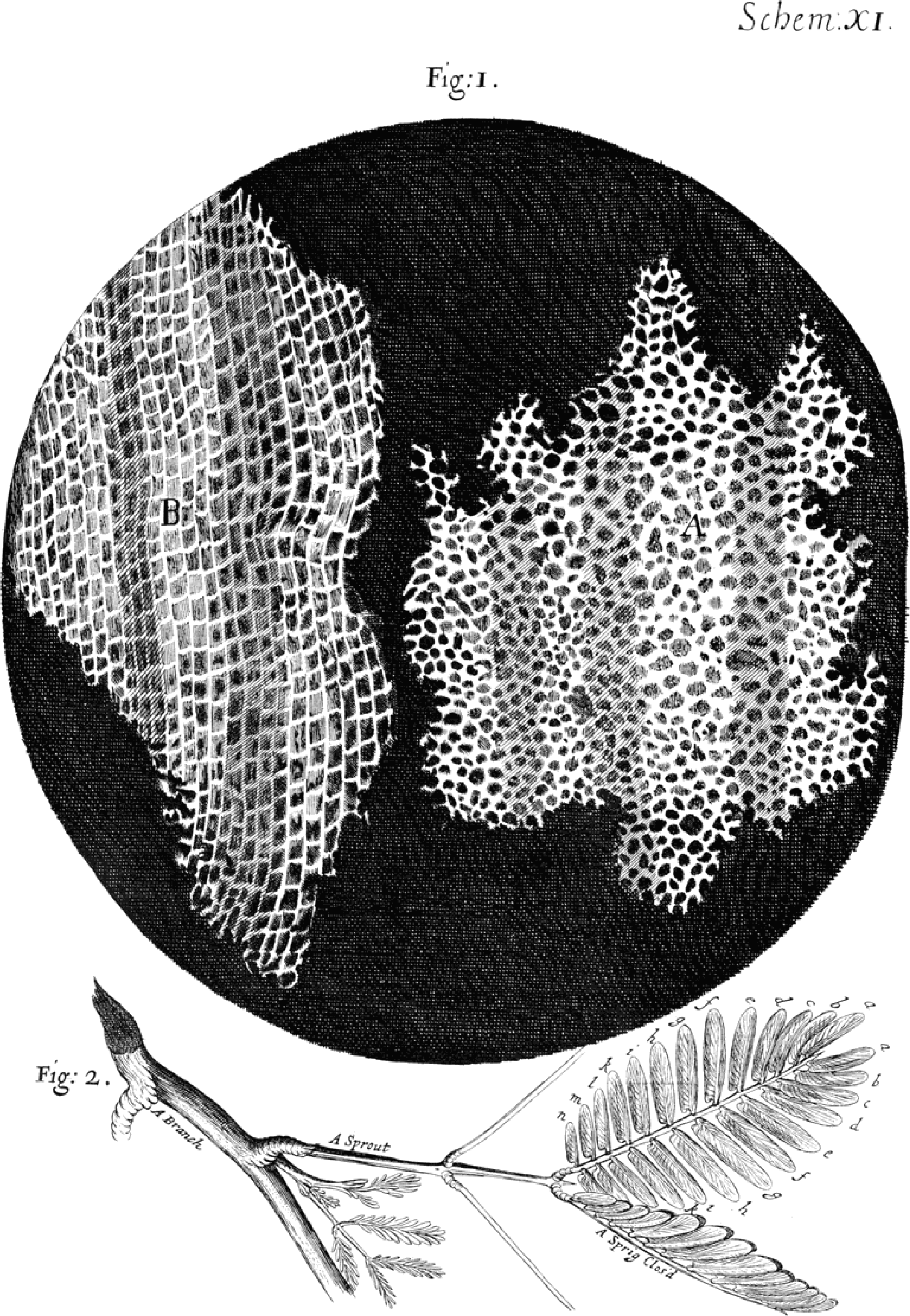Download Micrographia Scheme 11 - Robert Hooke Cork Cells PNG Image ...