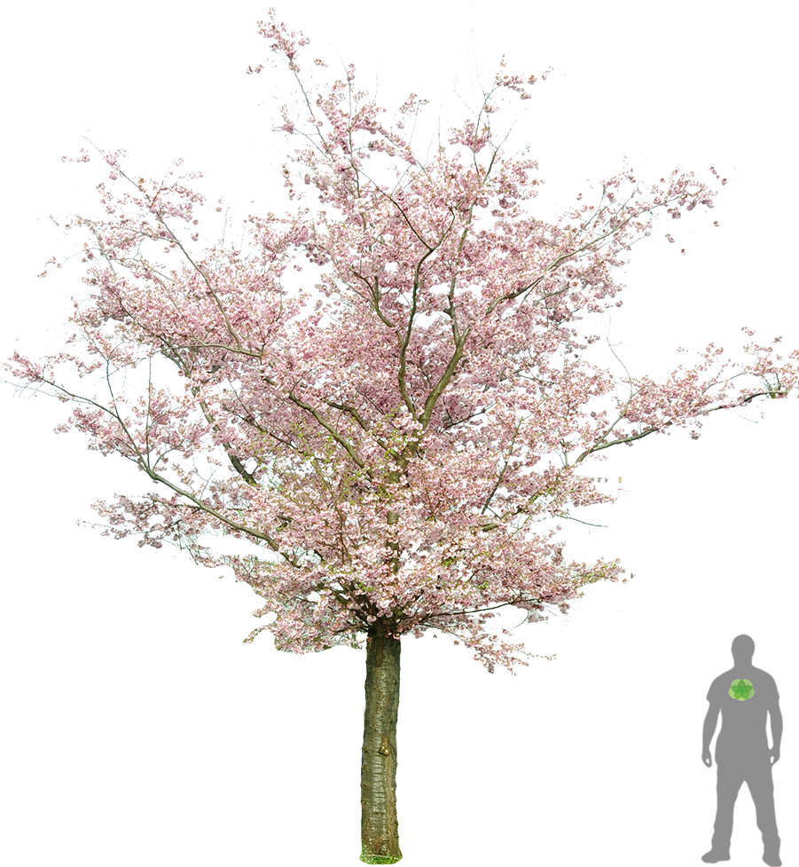 Download Tree Flower - Prunus Png PNG Image with No Background - PNGkey.com
