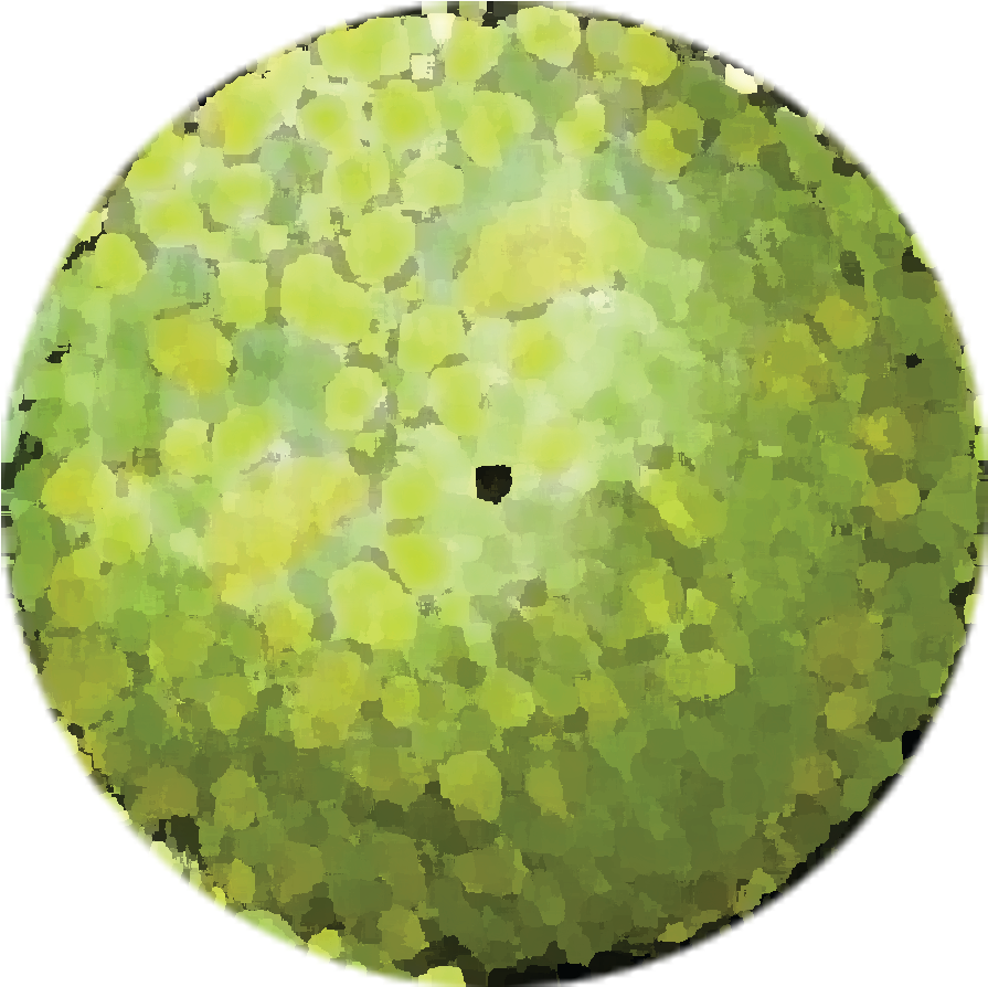 Download Tree Plan Png Download - Png Plan Images Of Trees PNG Image ...