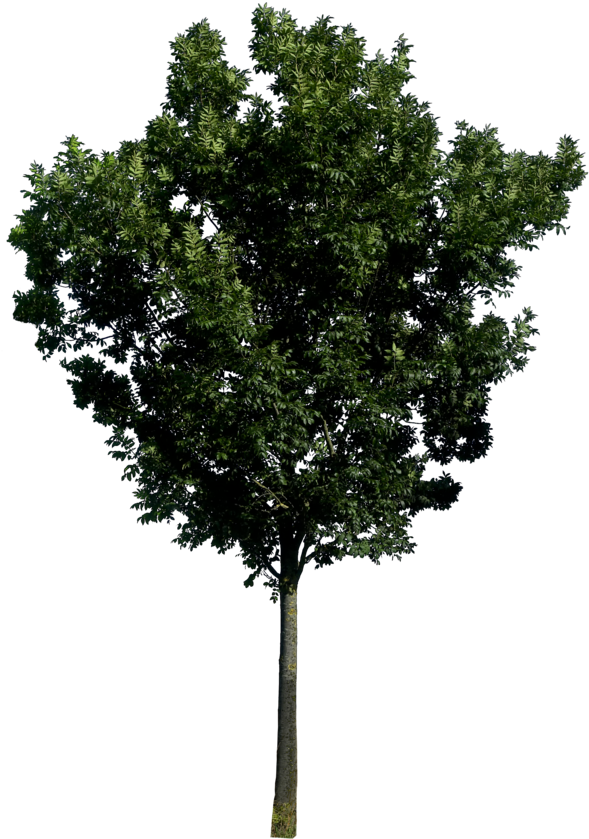 Download Tree Png Image, Free Download, Picture - Trees In Elevation ...