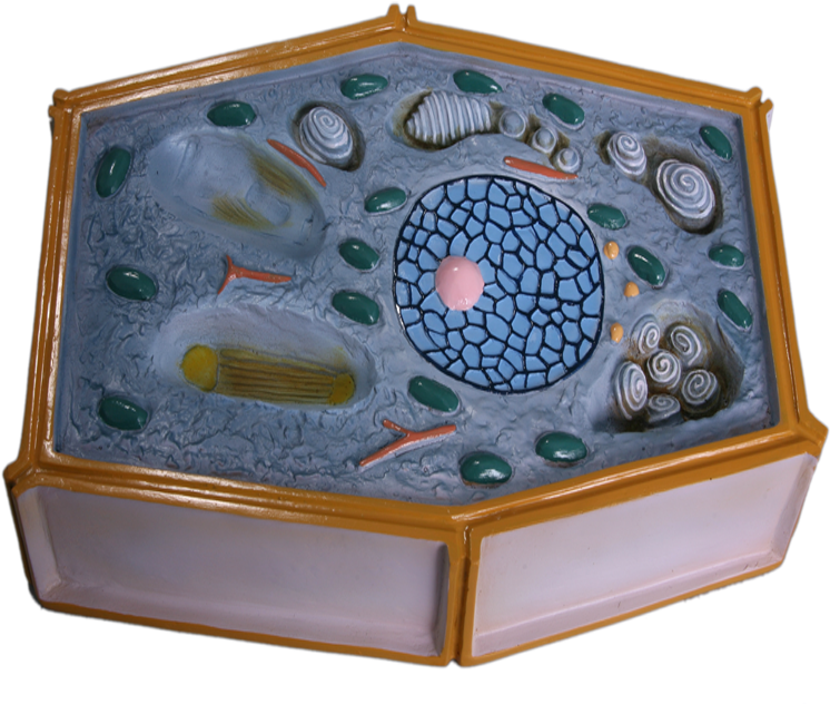 Download Plant Cell Png PNG Image with No Background - PNGkey.com