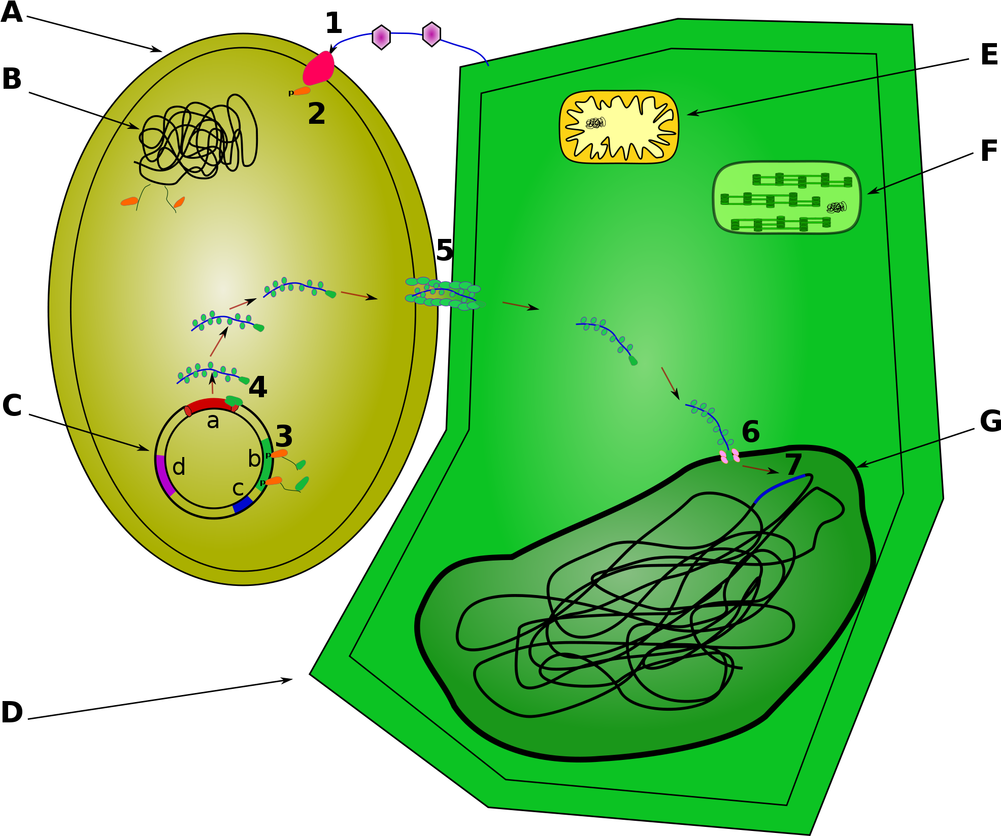 Open - Agrobacterium Tumefaciens - Free Transparent PNG Download - PNGkey