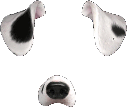 Download Snapchat Transparent Dog - Snapchat Filters Transparent PNG ...