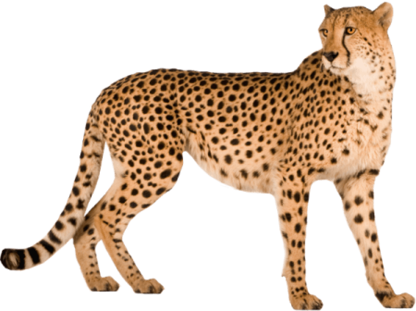 Free Png Cheetah Png Images Transparent - Cheetah Png - Free ...