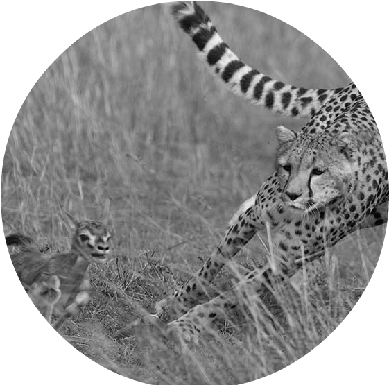 Hunting-cheetah - Fighting For Survival: Predators And Prey [book ...