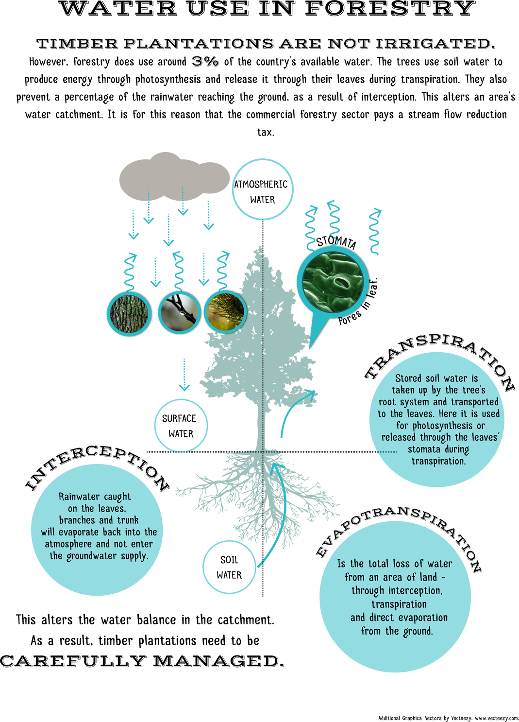 Download Forestry Explained - Baum-silhouette-kissen Kissen PNG Image ...