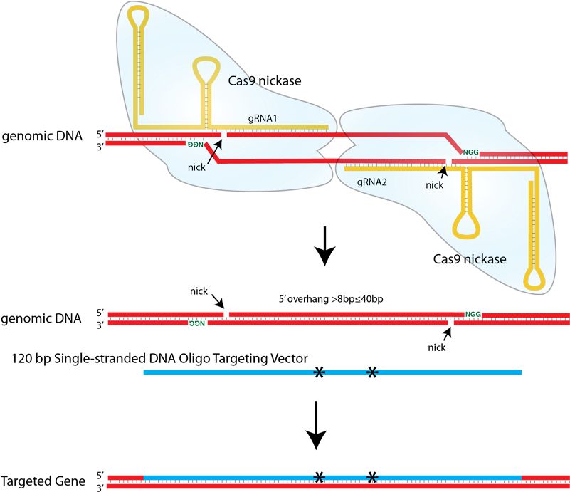 Download Crisprhdr - Off Target Mutation PNG Image with No Background ...
