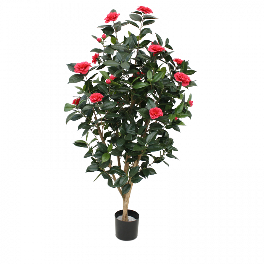 Go To Image - Camellia - Free Transparent PNG Download - PNGkey