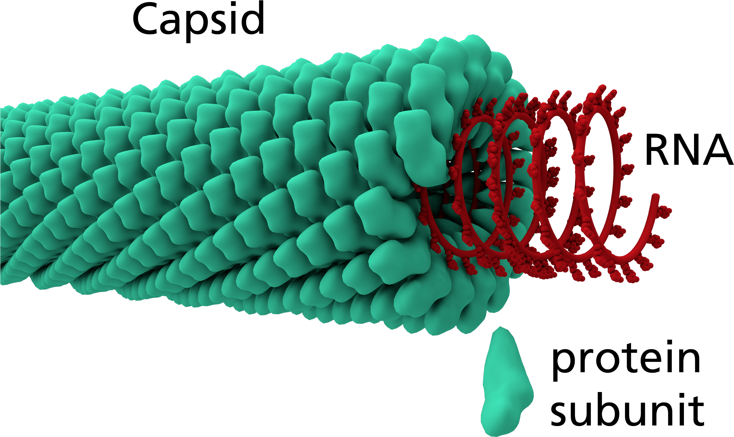 Download Virus Transparent Filamentous Clip Art Transparent PNG Image ...
