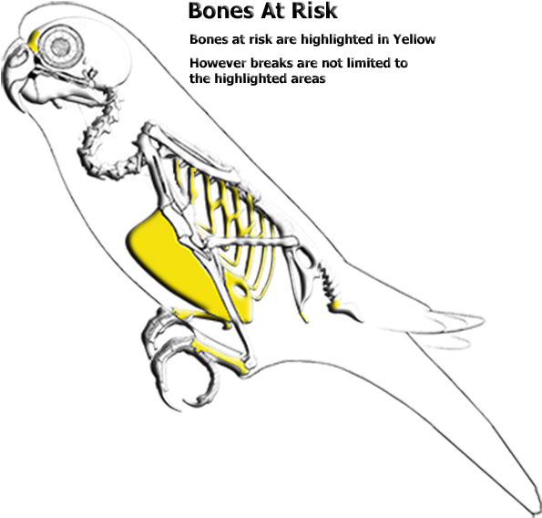Download Weak Areas - Parakeet Bones PNG Image with No Background ...