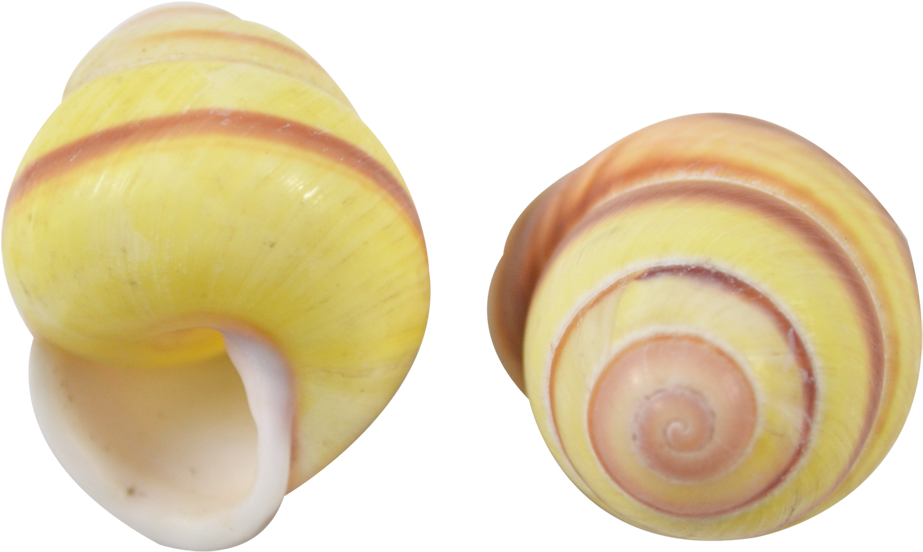 Download Banded Yellow Snail Shell .75-1" PNG Image with No Background ...