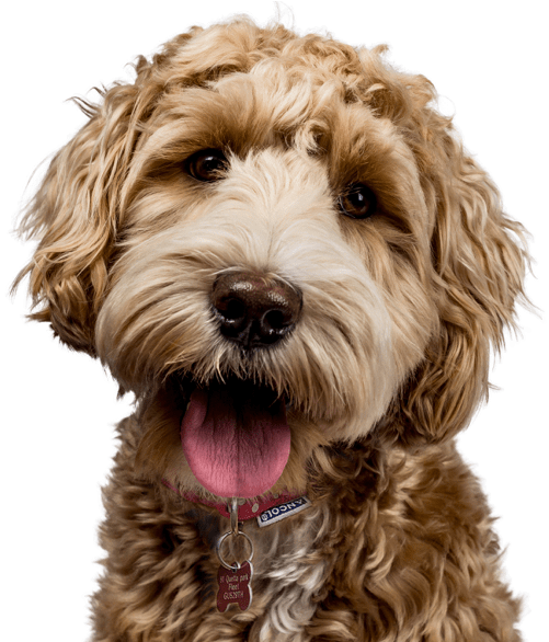 Download Search - Golden Labradoodle PNG Image with No Background ...