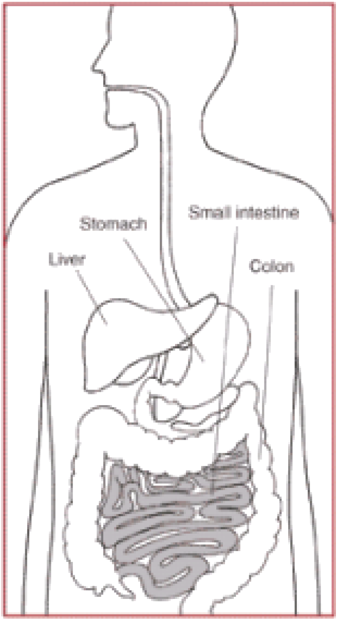 Download Digestive System PNG Image with No Background - PNGkey.com