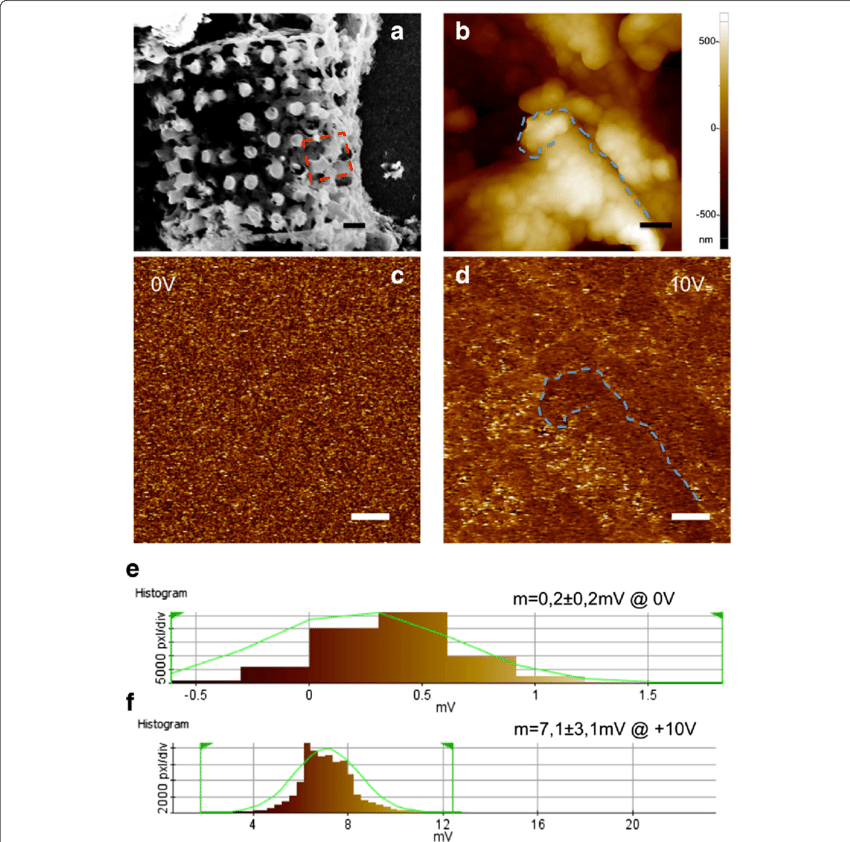 Download A Sem Image Of A Silicon Diatom - Atomic Force Microscopy PNG ...