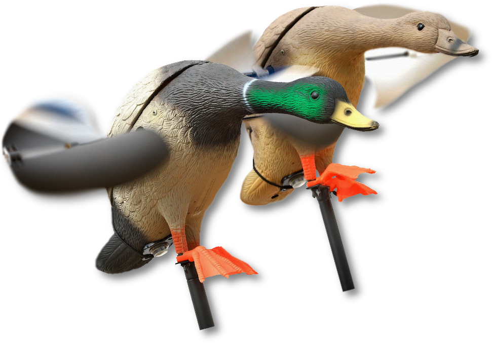 Download Image Of The Lucky Duck Mallard - Lucky Duck Lucky Junior Duck ...