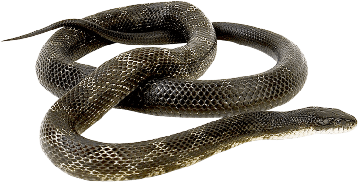 Free Png Snake Png Images Transparent - Snake Png Transparent - Free ...