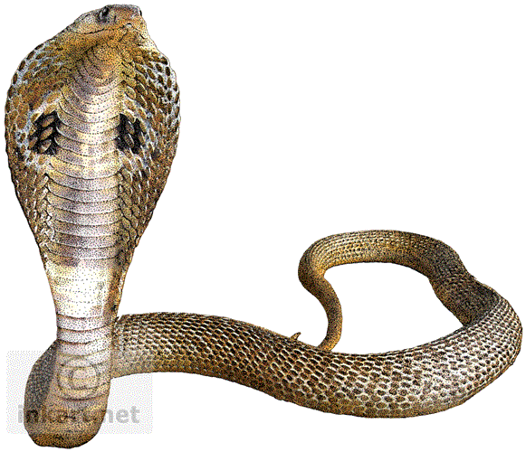 Download King Cobra Transparent Png - King Cobra No Background PNG ...