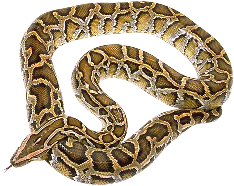 Download Snake Transparent Background PNG Image with No Background ...