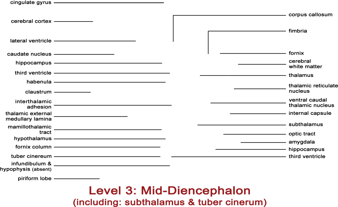 Download Amygdala Png PNG Image with No Background - PNGkey.com