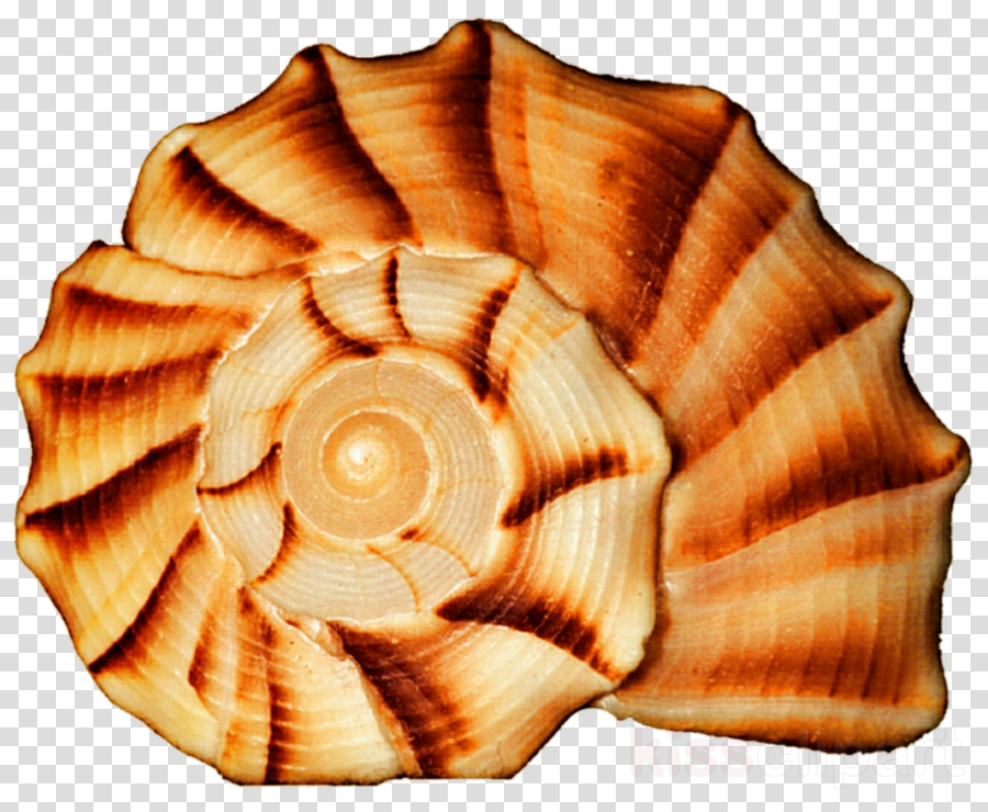 Spiral Seashell Clipart Seashell Spiral Snail - Free Transparent PNG ...