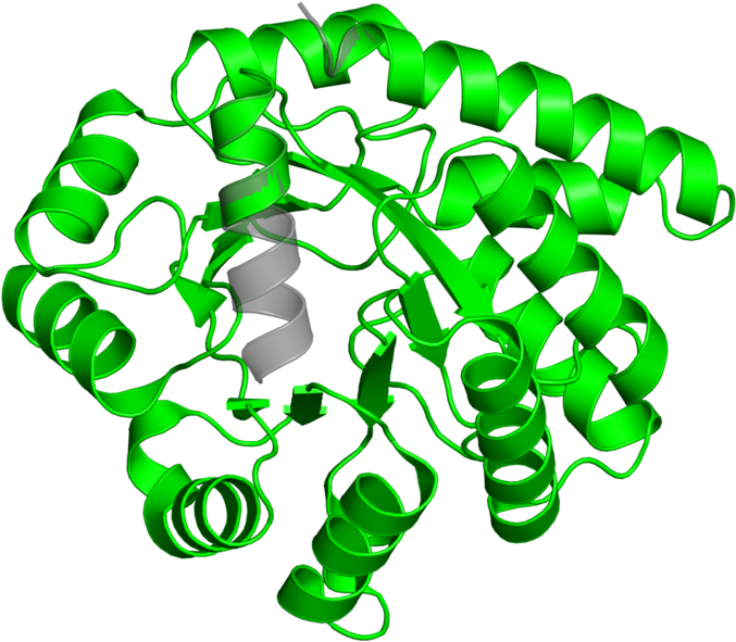 Download Alpha Symbol Png PNG Image with No Background - PNGkey.com