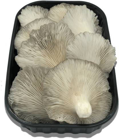 Download Seta PNG Image with No Background - PNGkey.com