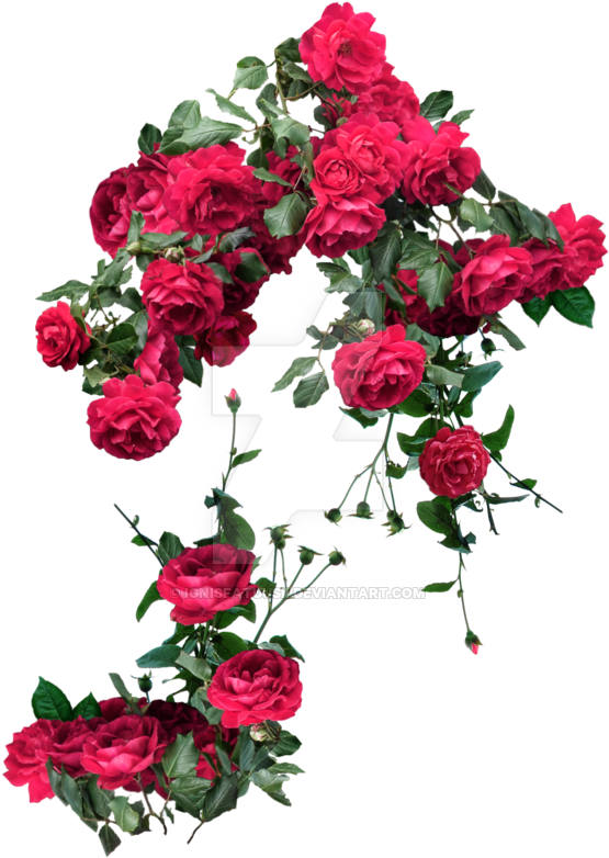 Rose Vines Png - Rose And Vines Transparent - Free Transparent PNG ...