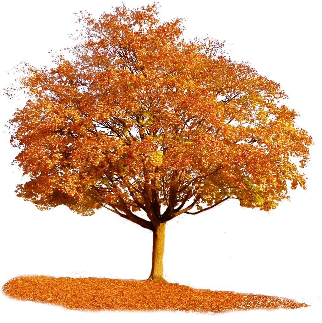 Download Autumn Tree Transparent Background PNG Image with No ...