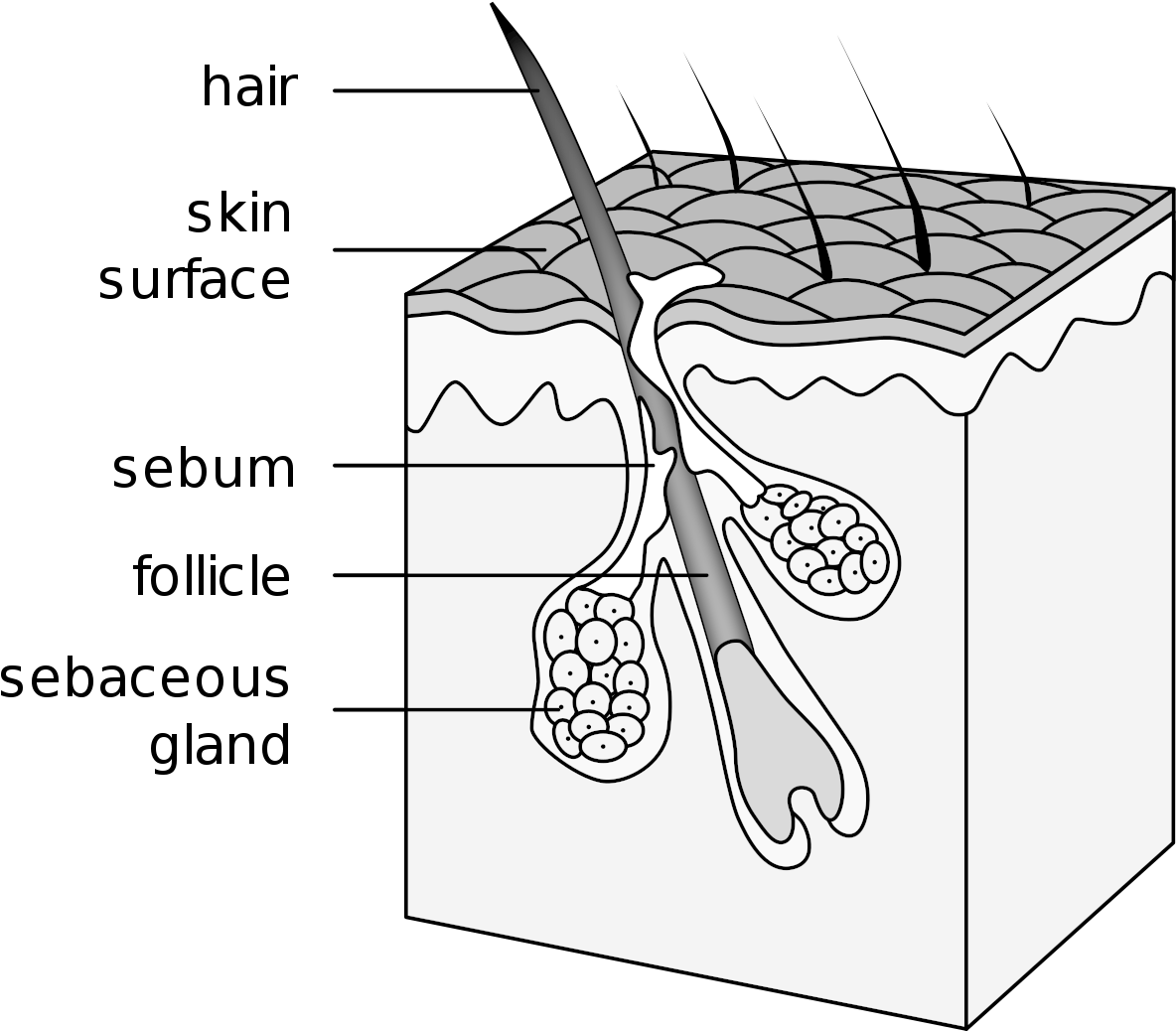 Download Sebaceous Gland PNG Image with No Background - PNGkey.com