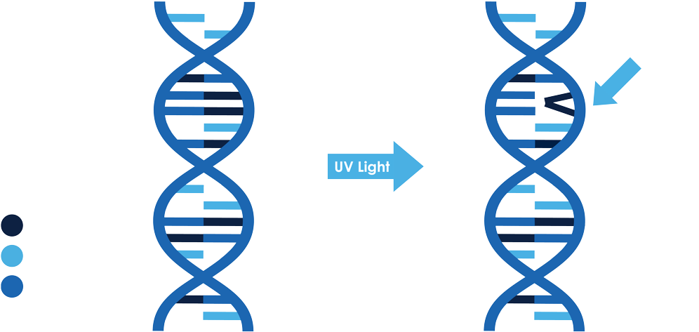 Download Dna Icon Png PNG Image with No Background - PNGkey.com