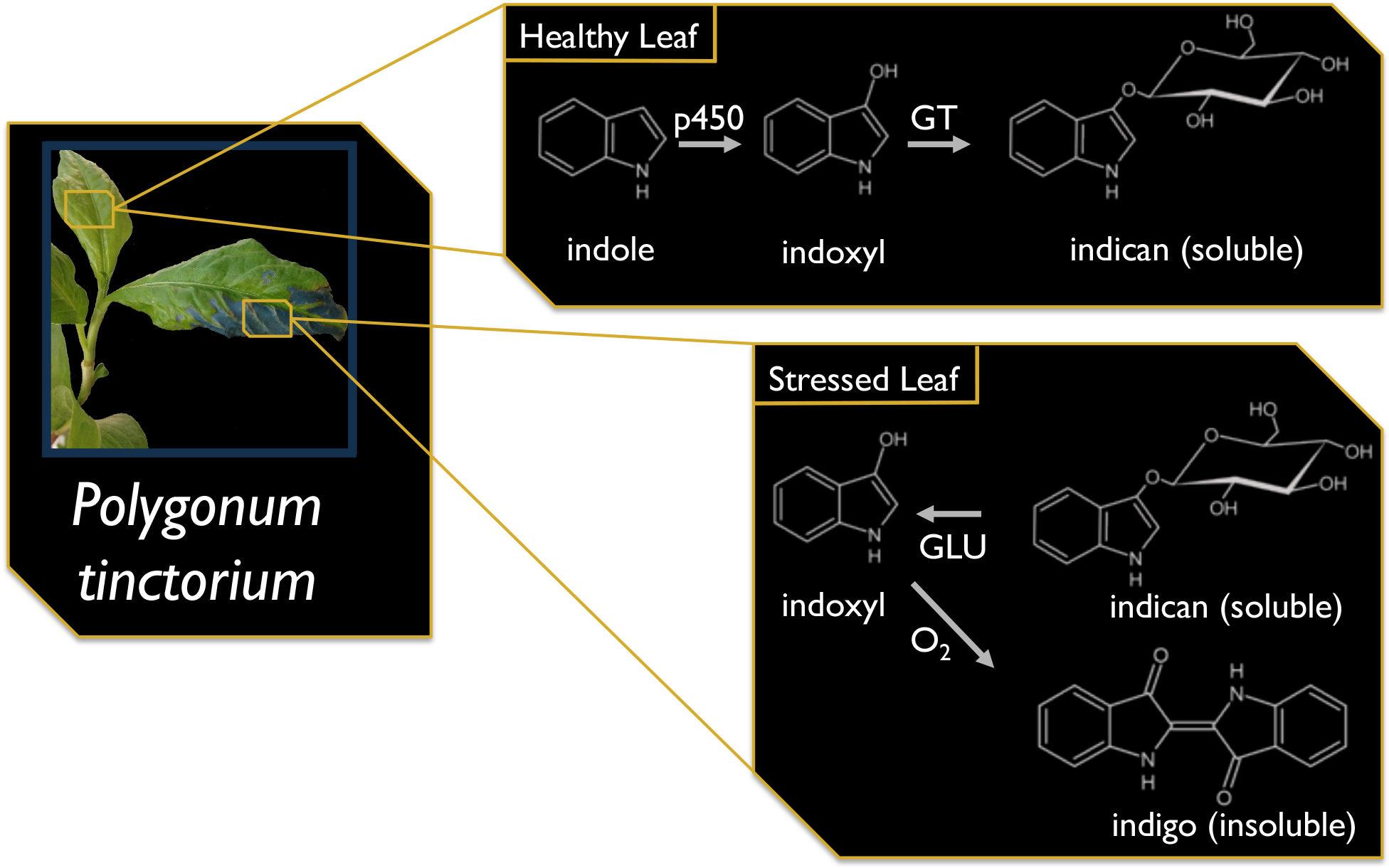 Download Indican Is A Suitable Solubilized Indigo That We Can PNG Image ...