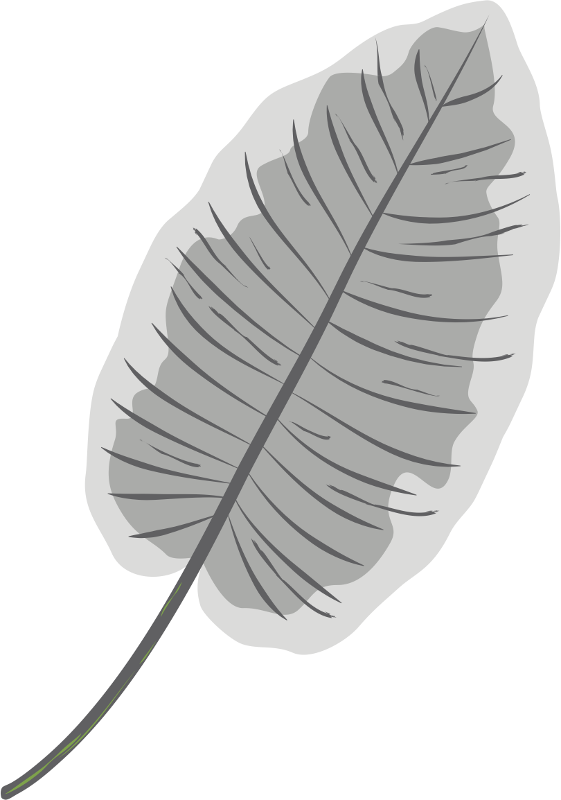 Download White Kratom PNG Image with No Background - PNGkey.com