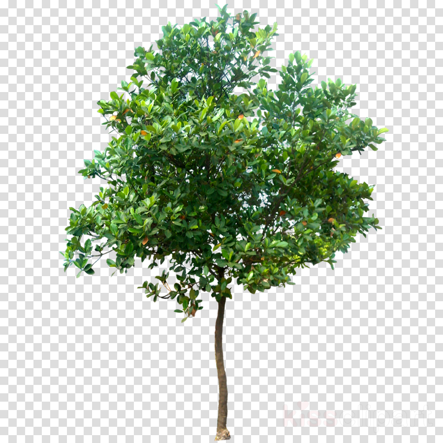 Download Oak Tree Png PNG Image with No Background - PNGkey.com