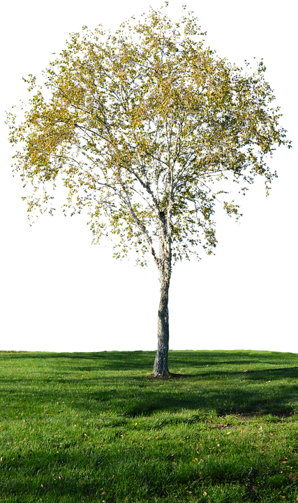 Download Tree With No Background, Grass, Landscape, Green PNG Image ...