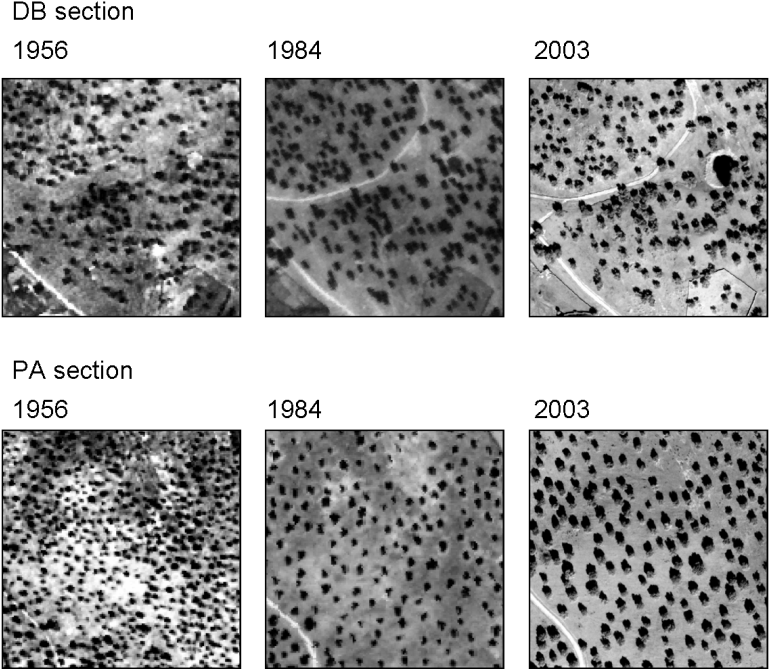 Download Comparison Of Stand Development 1956 , 1984 (center), PNG ...