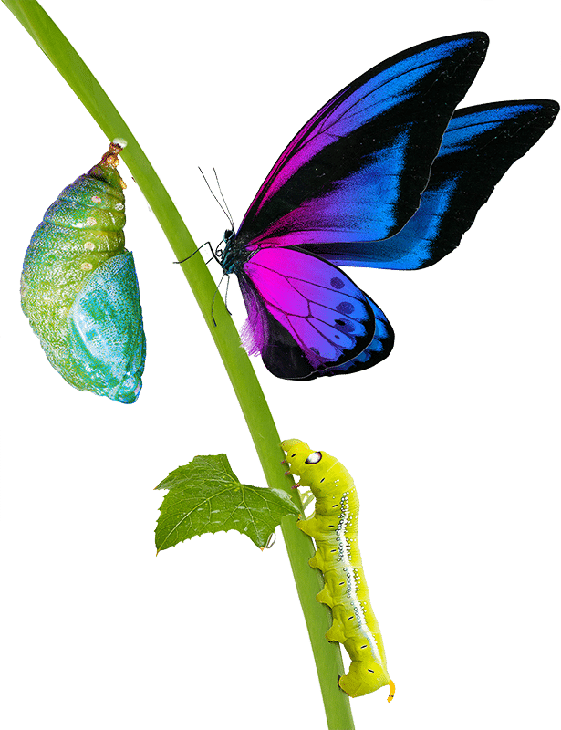Download Business Transformation PNG Image with No Background - PNGkey.com