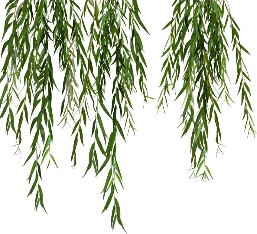 Willow Svg Black And White Stock - Weeping Willow Tree Png Leaves ...