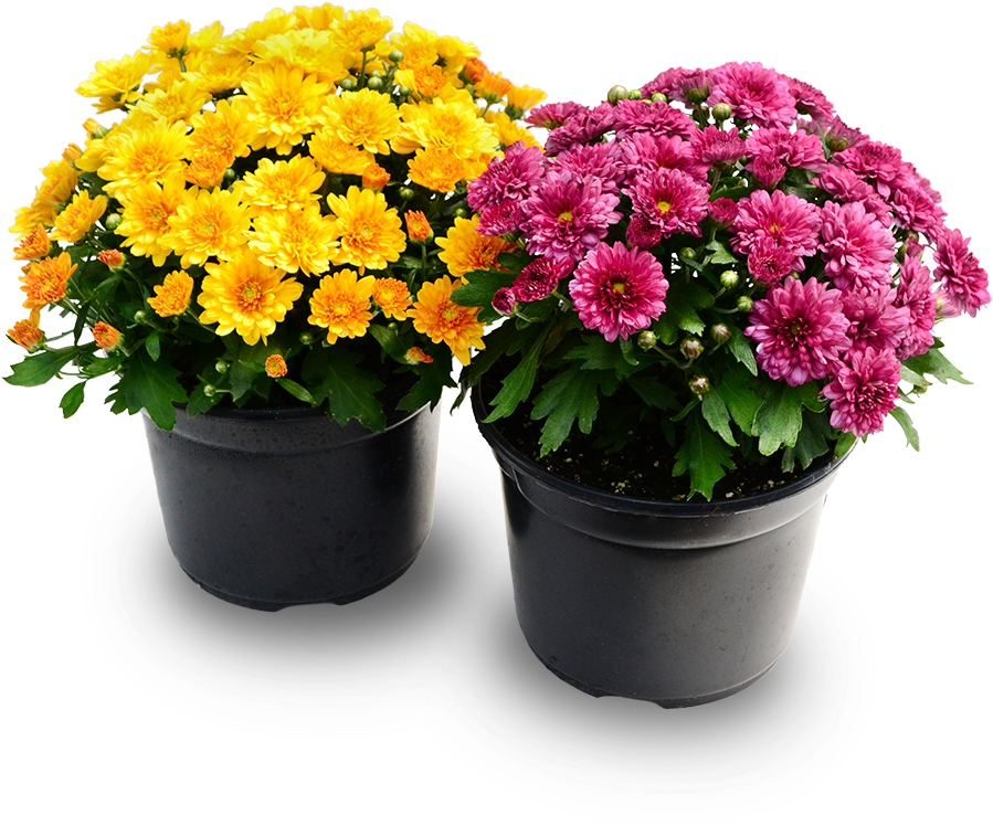 Download Mums PNG Image with No Background - PNGkey.com