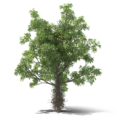 Rainforest Png Transparent Image - Free Transparent PNG Download - PNGkey