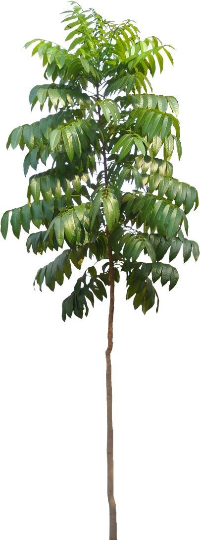 Download Tree Photoshop, Photoshop Brushes, Tree Plan Png, Autocad ...