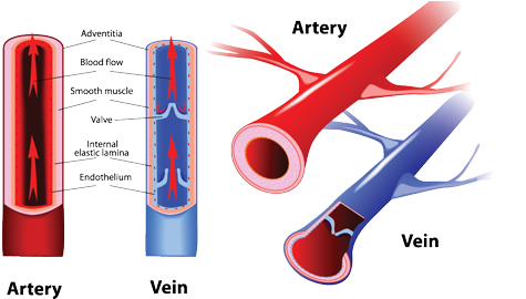 Muscle Veins Png Png Royalty Free - Arteries And Veins - Free ...