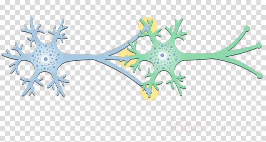 Synapse Neurons Structure Clipart Synapse Neuron Postsynaptic - Free ...