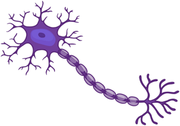 Download Neuron Png PNG Image with No Background - PNGkey.com