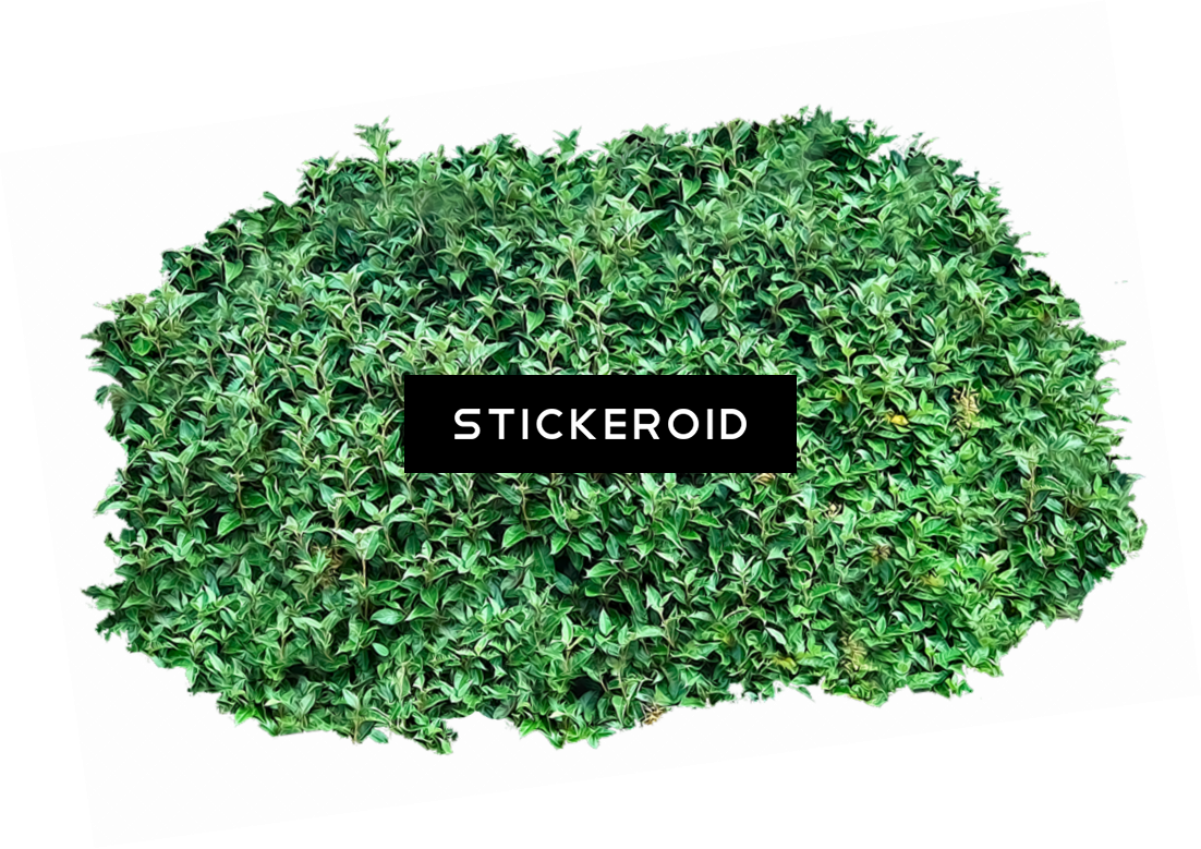 Bushes - Free Transparent PNG Download - PNGkey