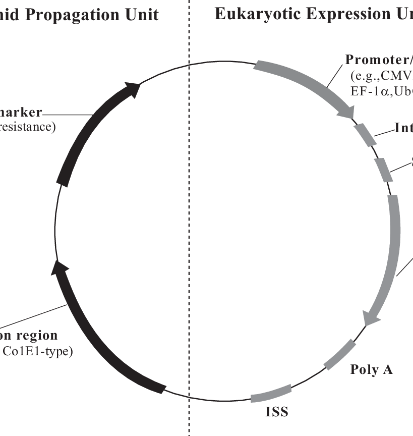 Download Typical Genetic Elements Of A Pdna Vector PNG Image with No ...