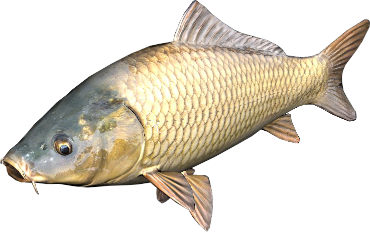 Download Carp Png PNG Image with No Background - PNGkey.com