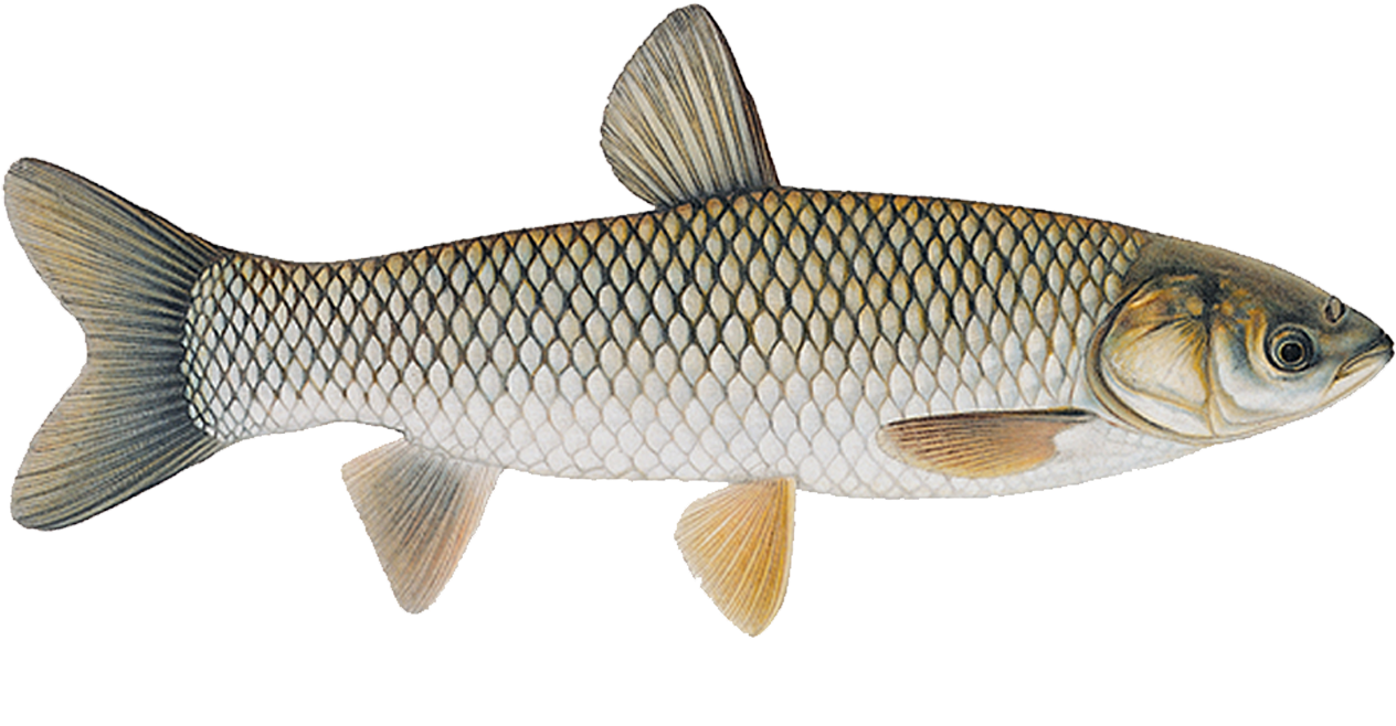 Download Triploid Grass Carp PNG Image with No Background - PNGkey.com