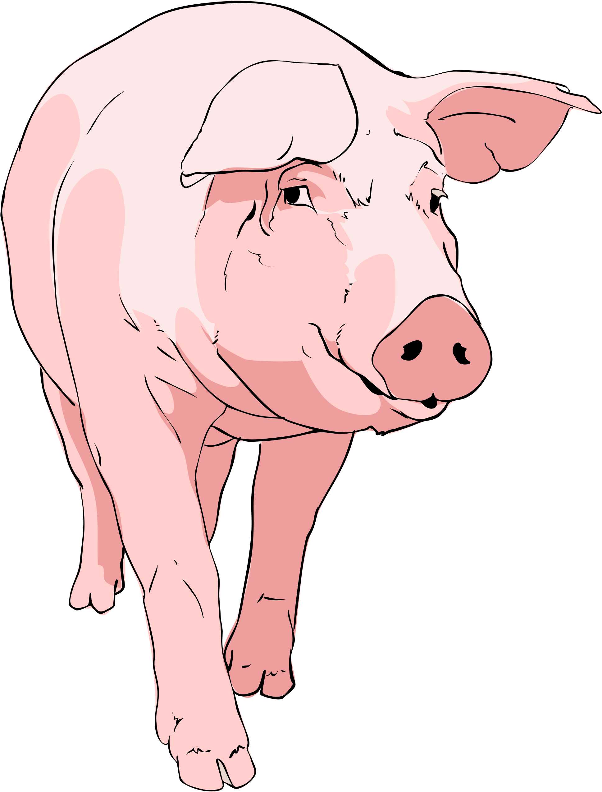 Download Nice Weekend Pig - Pig Clipart PNG Image with No Background ...