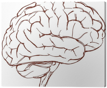 Download Brain Sketch PNG Image with No Background - PNGkey.com
