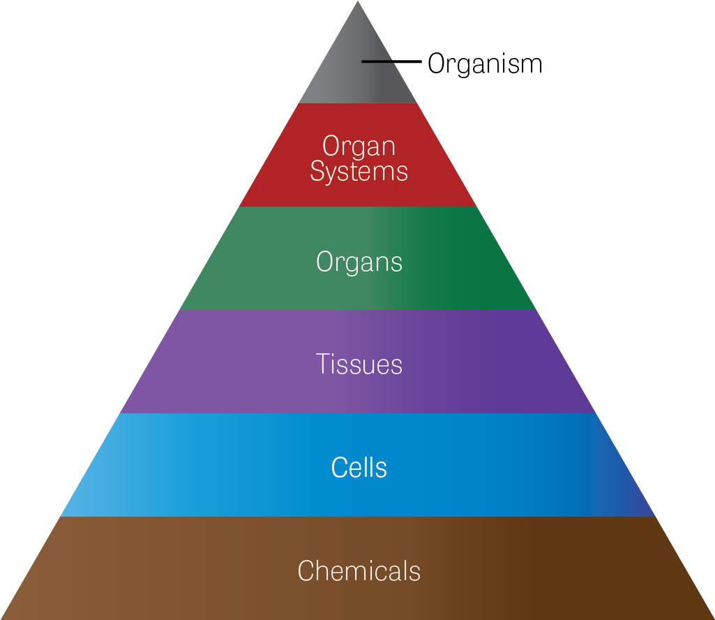 Download Diagram Of A Six-layer Pyramid To Represent The Hierarchical ...